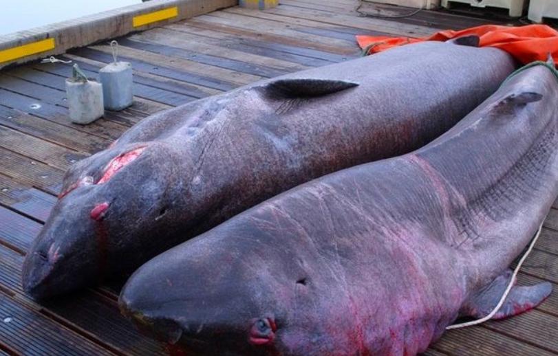 Greenland sleeper shark reveals shocking reproductive behavior, only ...