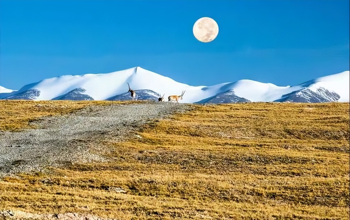 The loss of glaciers on the Qinghai-Tibet Plateau may cause sea level ...