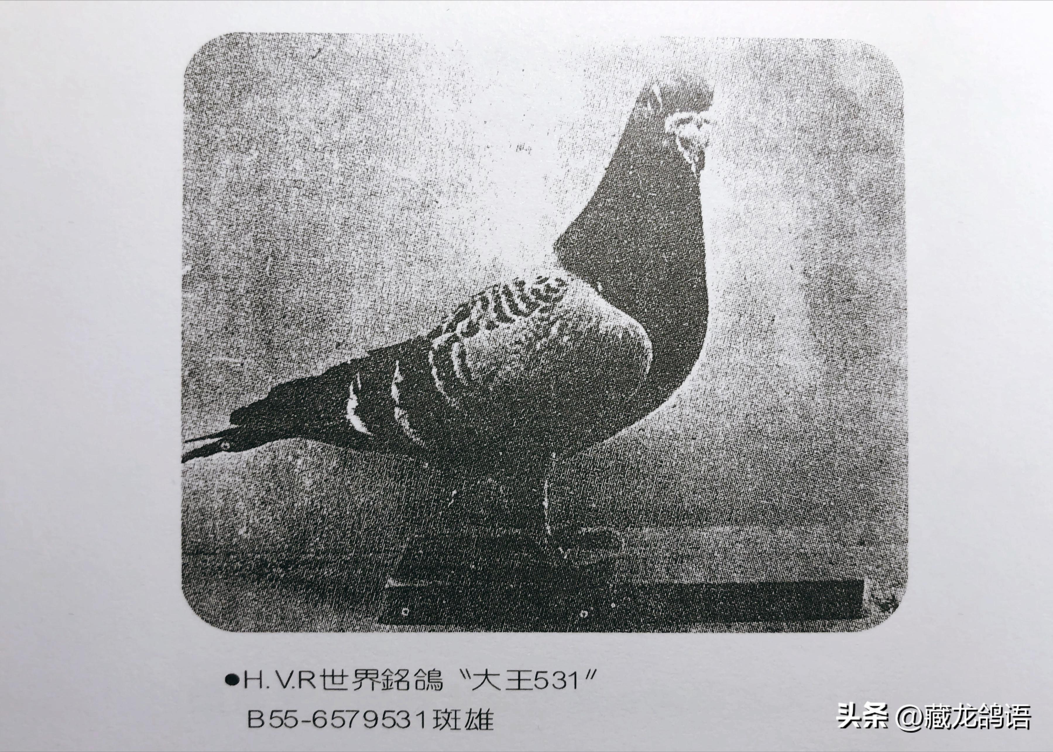 The origin of the HVR combination and Van Riel's pigeon stunts - iNEWS