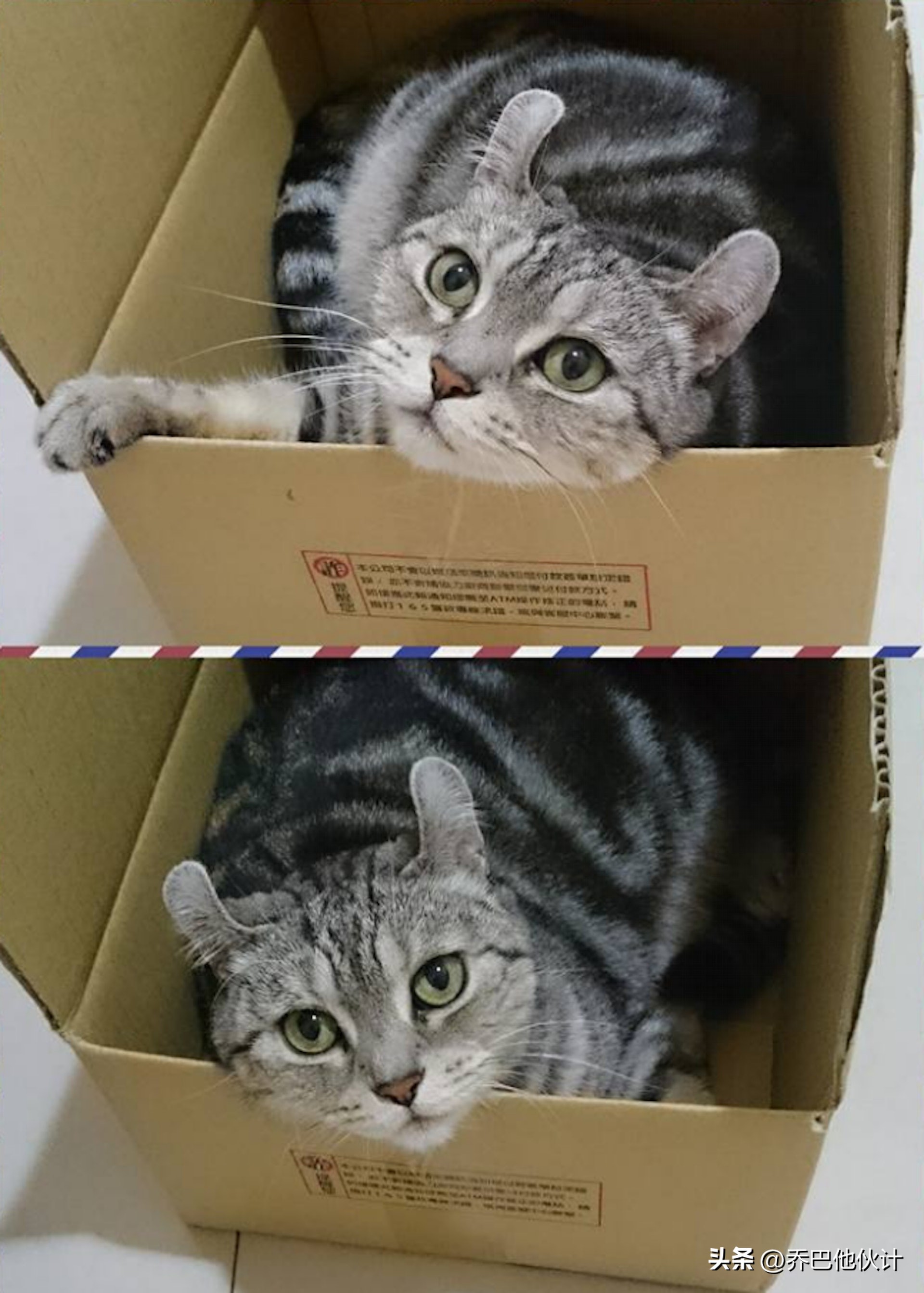 After the cat died, the stains on the walls were reluctantly wiped off ...