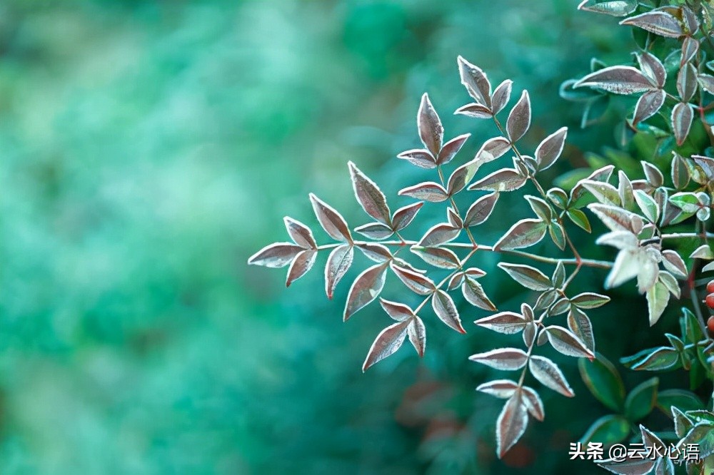 Yang Wanli captured the inspiration of the moment, and chanted two ...