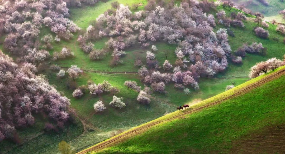 How beautiful is spring in Xinjiang?You will know after watching ...