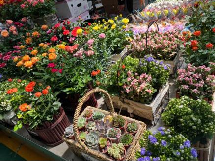 These 3 kinds of "garbage flowers" should have been exposed by the ...