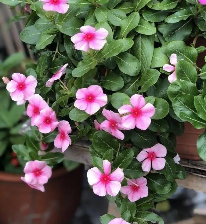 3 kinds of tenacious and beautiful flowers, can live with soil, bloom a ...