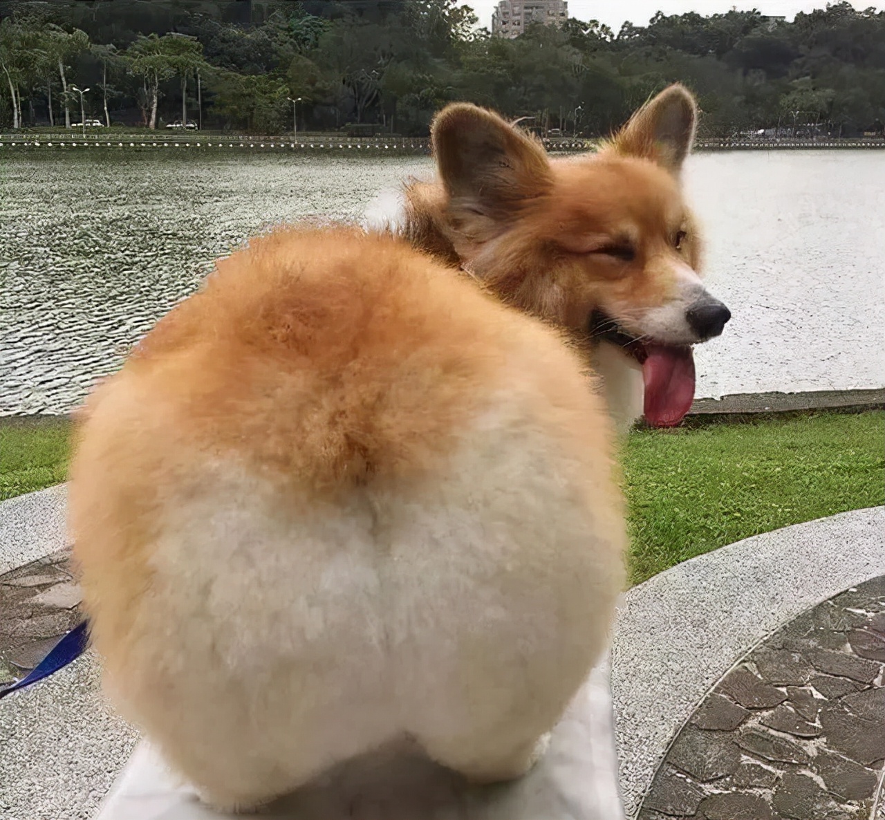 Corgi treats you as a family member, you can touch any of these things ...