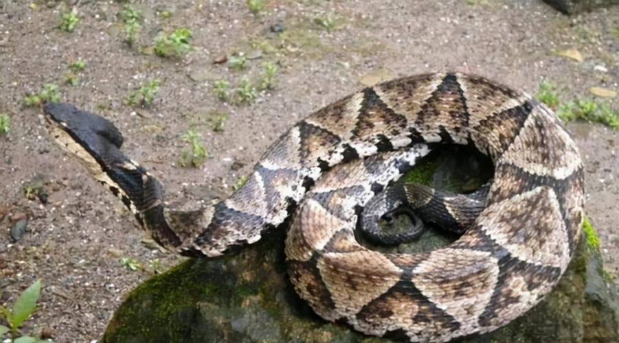 Challenge to popularize a venomous snake every day on the twelfth day ...