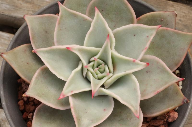 "Dumpling skin" Succulent plant of Crassulaceae Lyceum genus, medium ...
