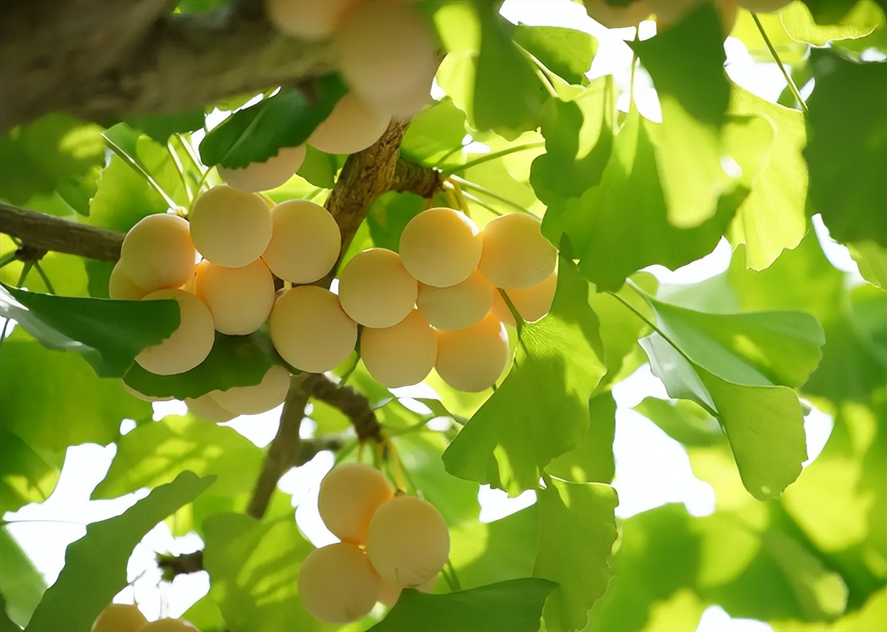 "Ginkgo" is the fruit of the ginkgo tree?Is it really edible?Why is no ...