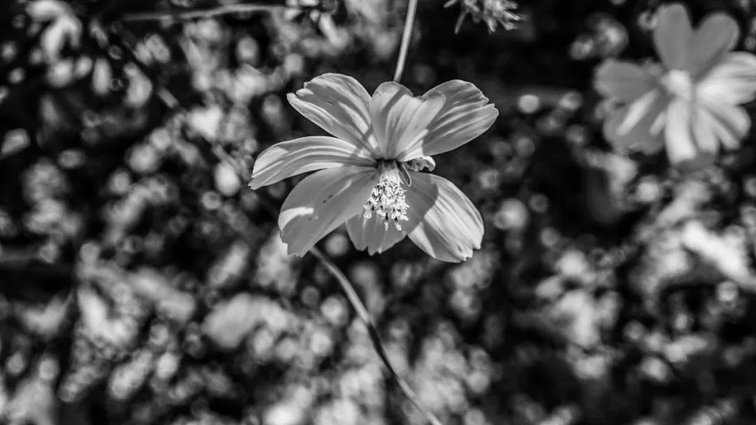 Flower Photography - Secret Love in Beautiful Poetry - iMedia