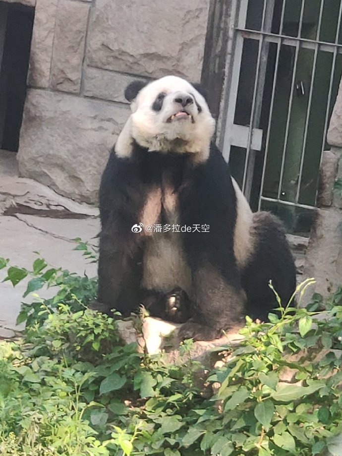 Have you ever seen a panda breaking bamboo with its face? Come and see ...