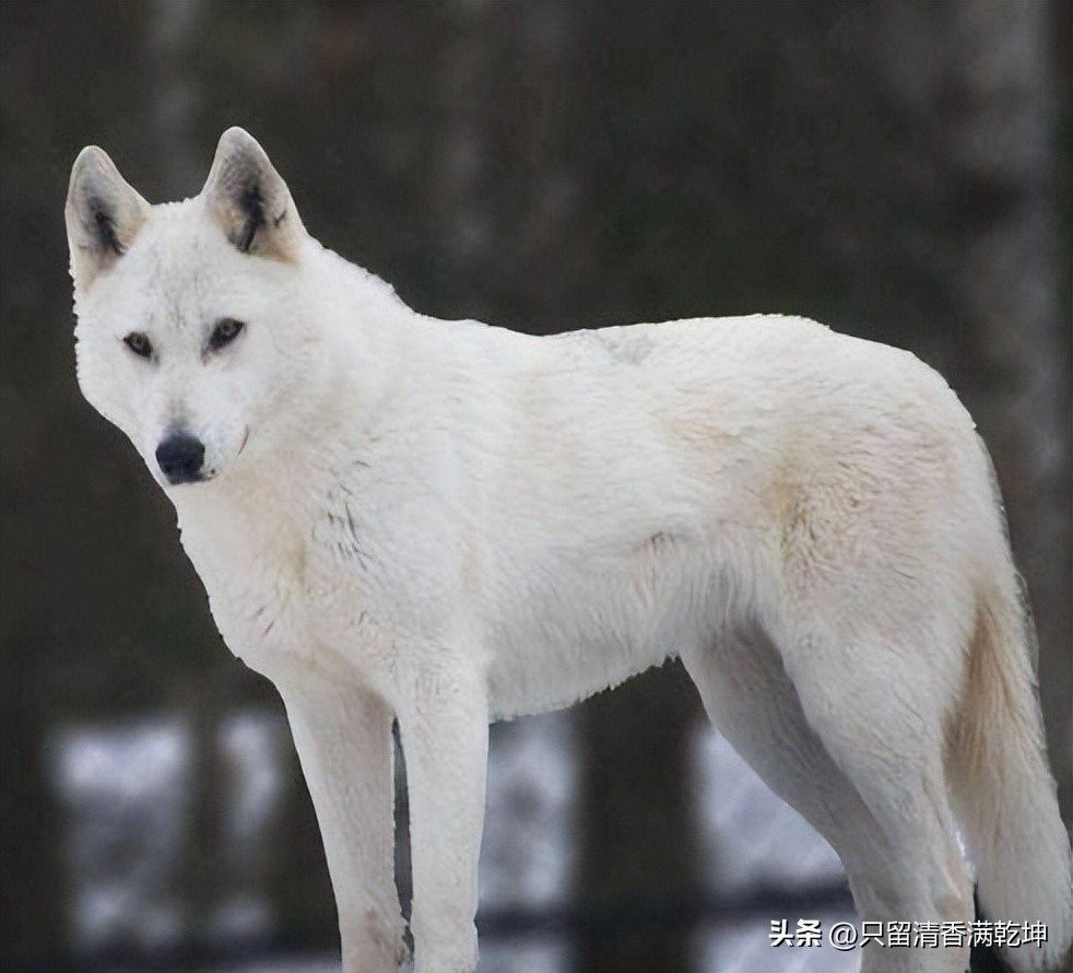 Where are the descendants of Quan Rong now? - iNEWS