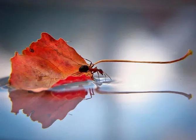 Detailed Explanation of "Zi Ping Zhen Interpretation" Sixteen (Japanese ...