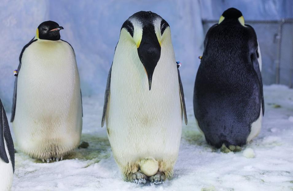 Chinese man rescued Antarctic penguins, took good care of them and ...
