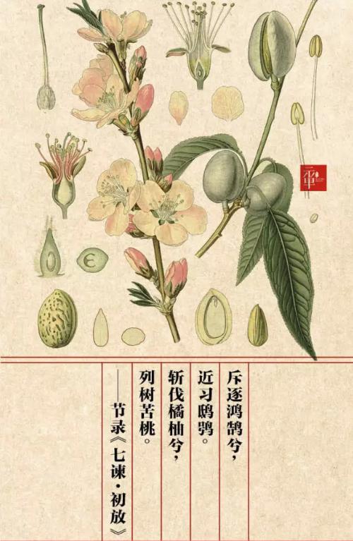 Discuss the application of plant symbols in the literature of the Han ...