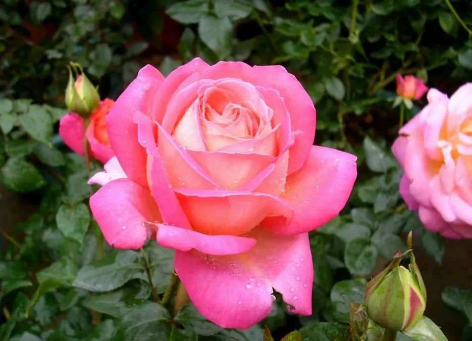 Can you tell the difference between roses, roses and roses? Revealing ...