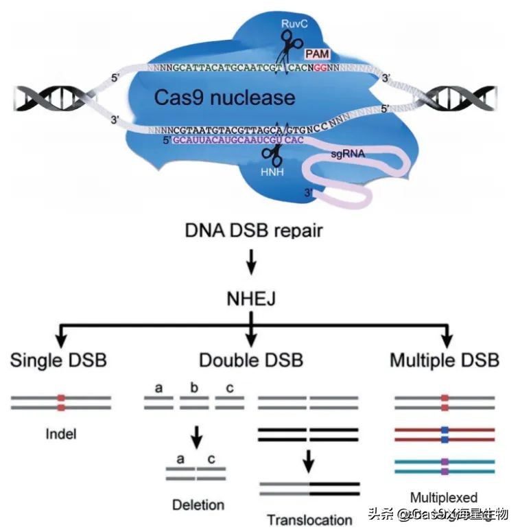 CRISPR/Cas9 Gene Knockout Technology - iNEWS