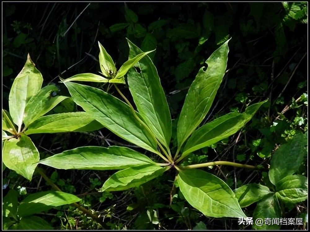 The rare plant Yunnan Baiyao: from traditional medicine to cultural ...