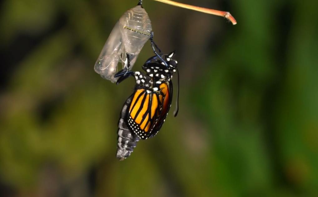 How did caterpillars turn into butterflies and moths? - iMedia
