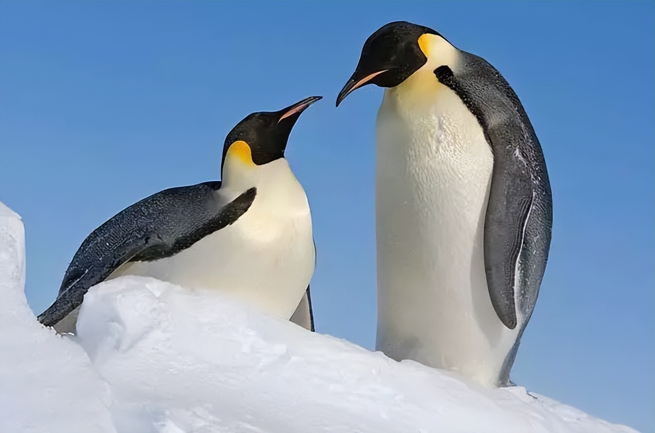Chinese man rescued Antarctic penguins, took good care of them and ...