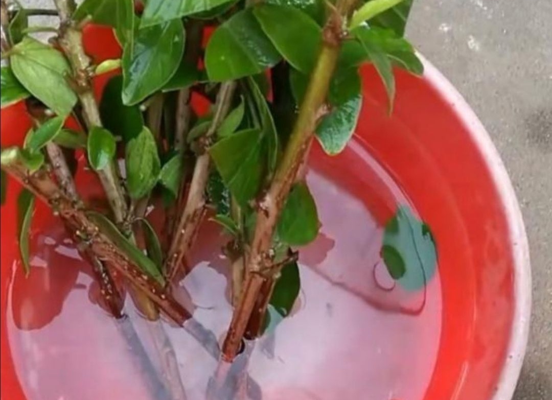 If you want the cuttings to take root quickly, make a simple "rooting ...