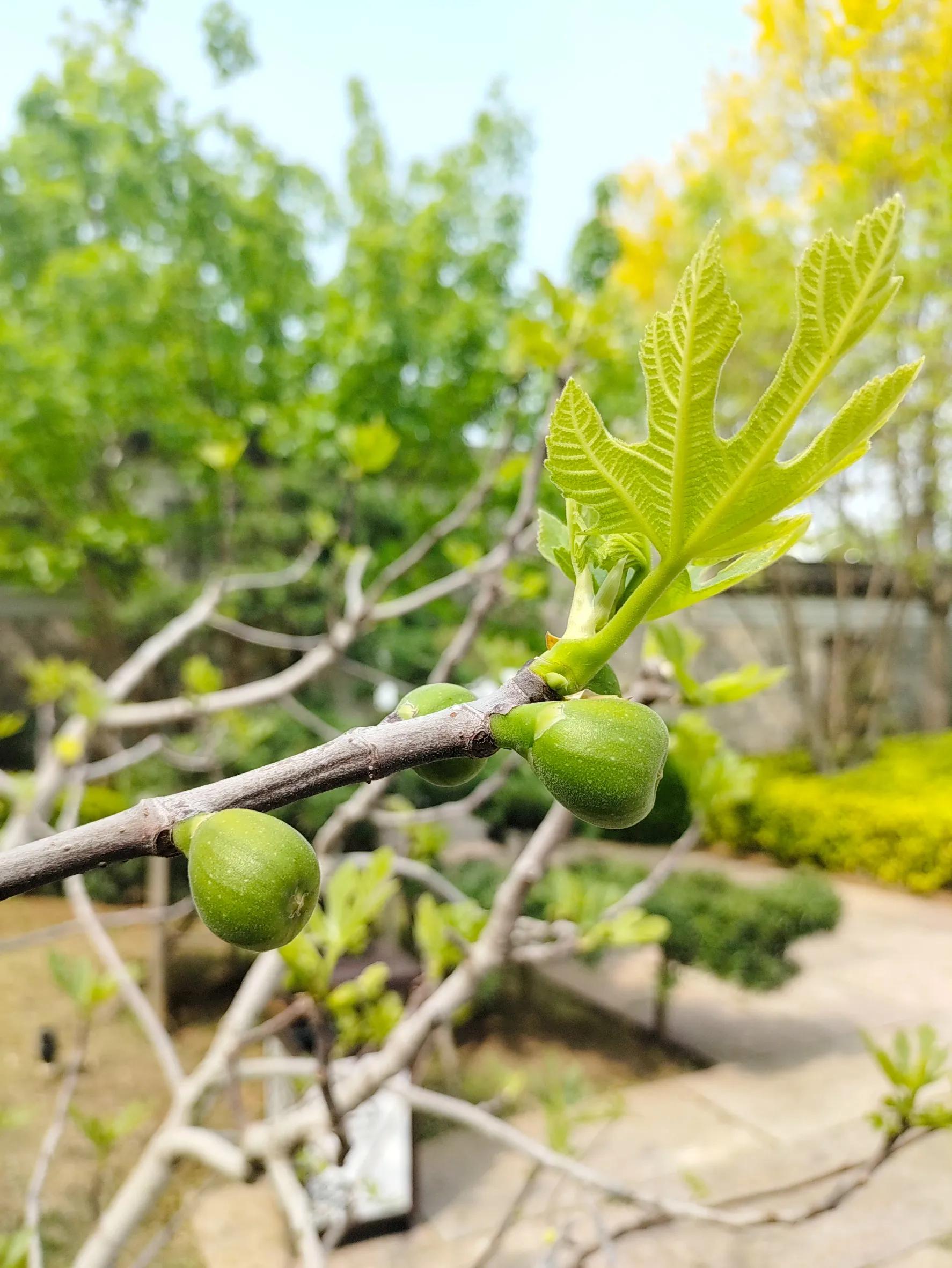 Figs, leaves and fruits, flowers in the fruit, leaves on the branches ...
