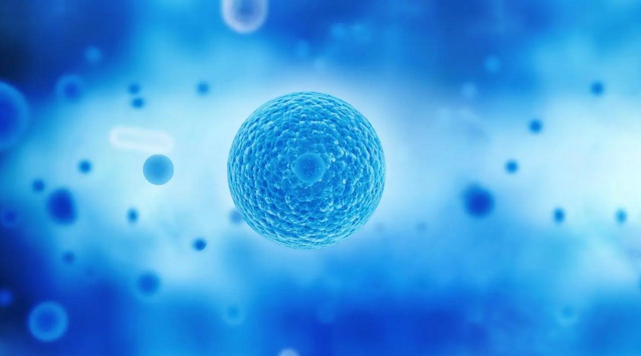 Can rejuvenation be achieved? Scientists make cells "30 years old", how ...