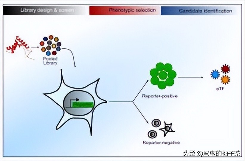 New prospects for multicellular communication: synthesizing the complex ...