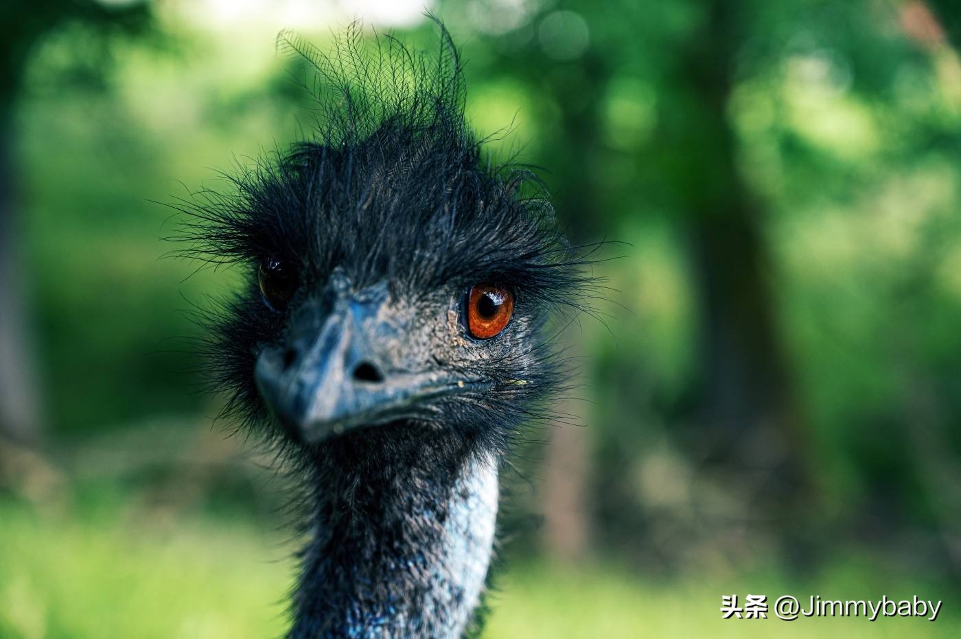 The Legend of the World's National Bird: Australia's Emu - iNEWS