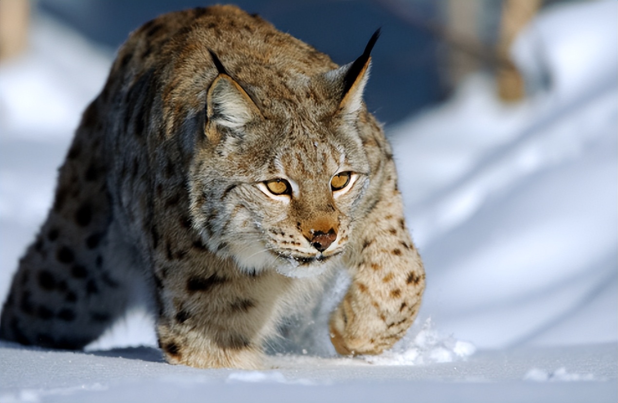 Eurasian lynx: King of the steppe - iNEWS