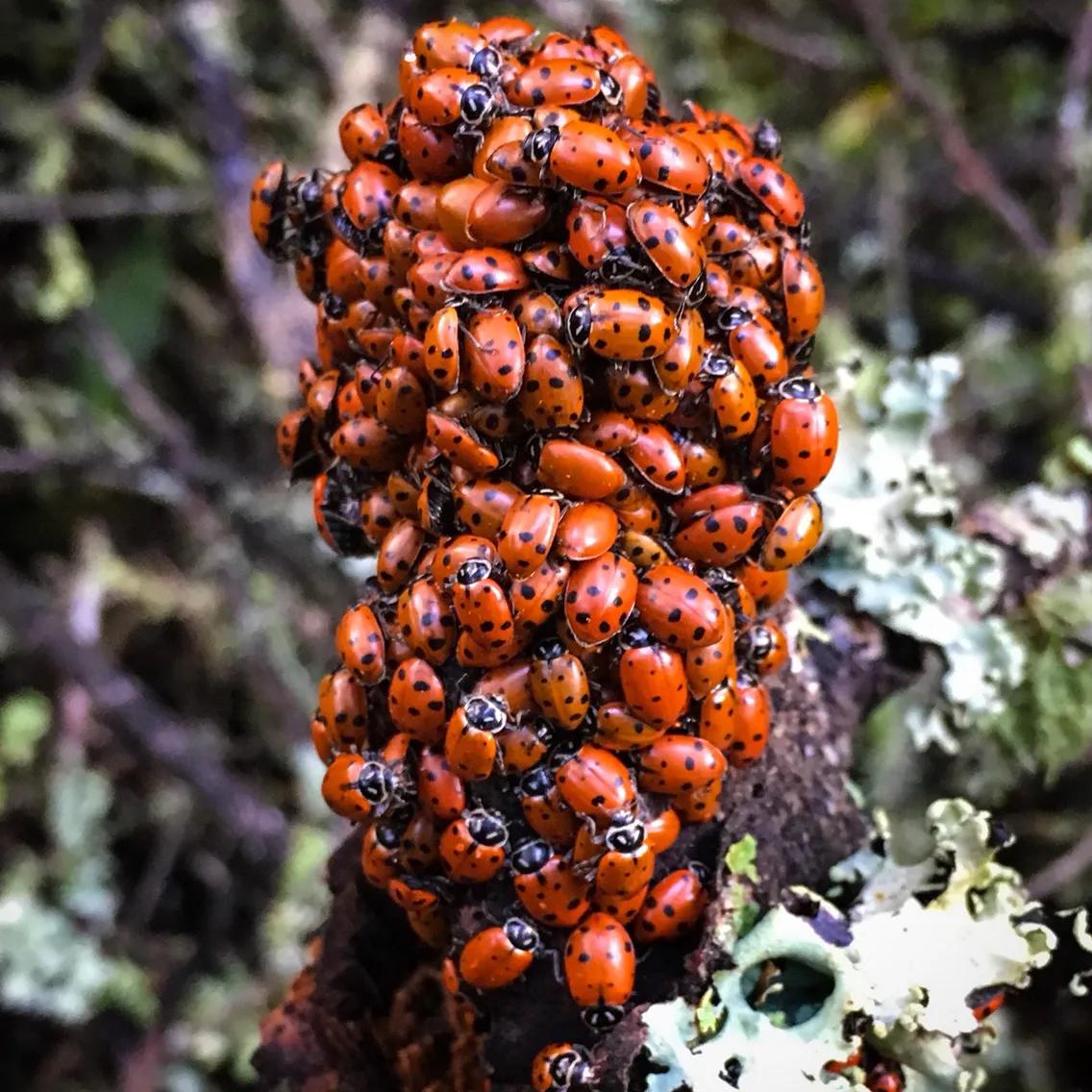 Red Phalanx in North America - iNEWS