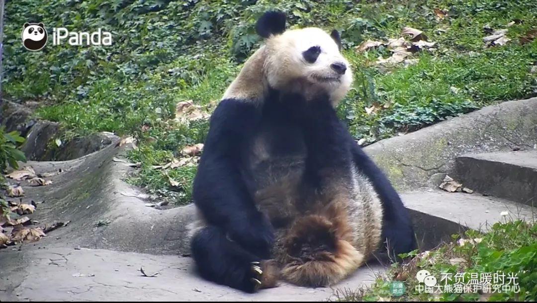 Giant Panda Yeye, Meidudu's Panda Mother - iNEWS