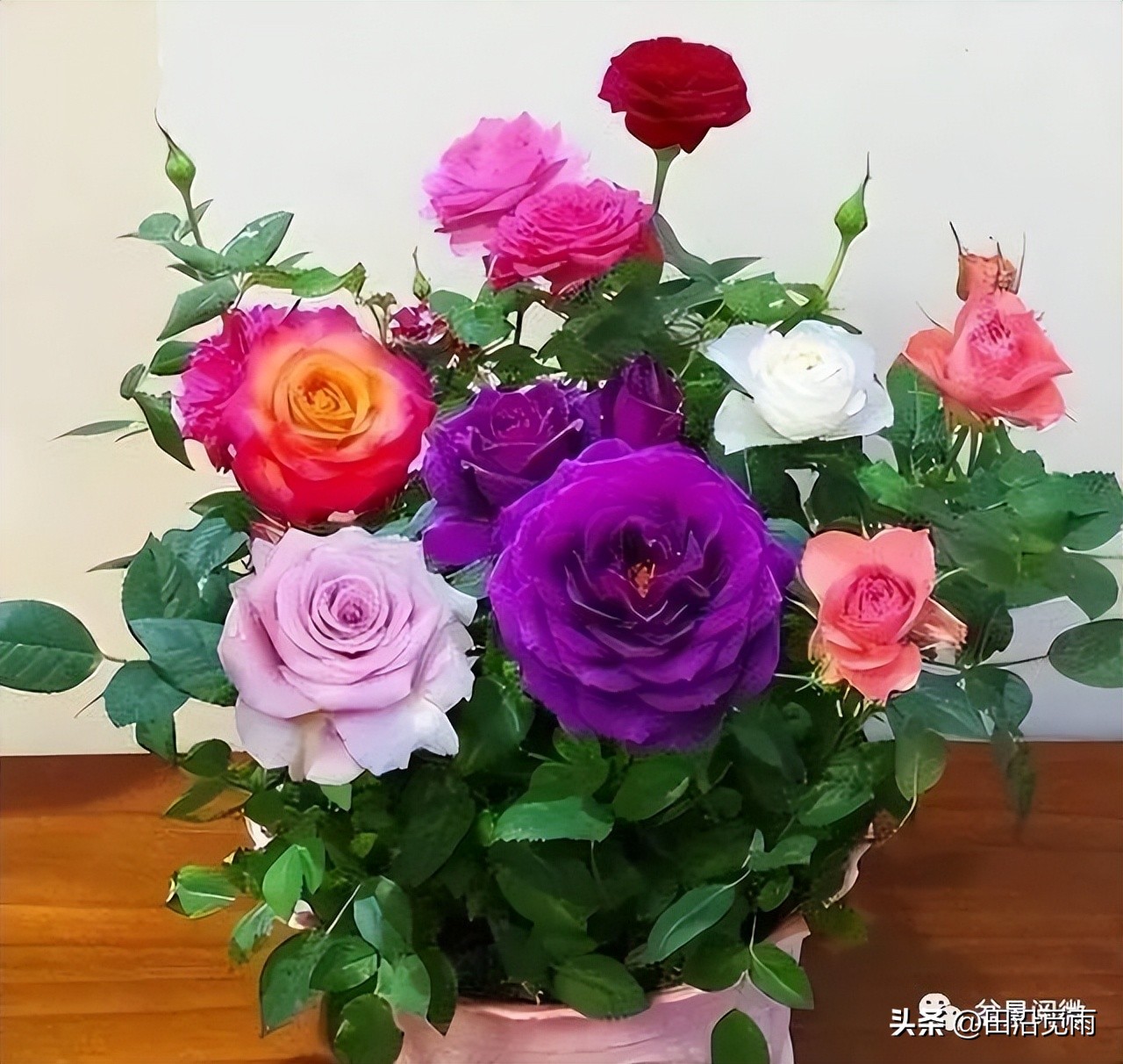 Beautiful and easy to grow multi-color roses, have you ever seen them ...