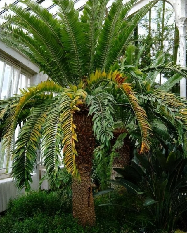 Guarding the Source of Green: The Miracle of Wood Cycas - iNEWS