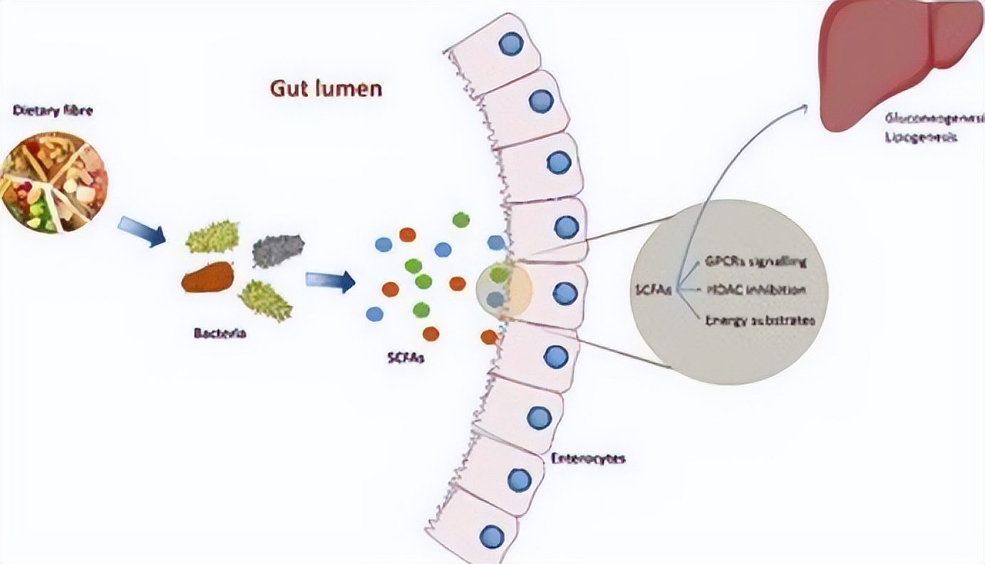Importance of short-chain fatty acid biochemistry in nondigestible ...
