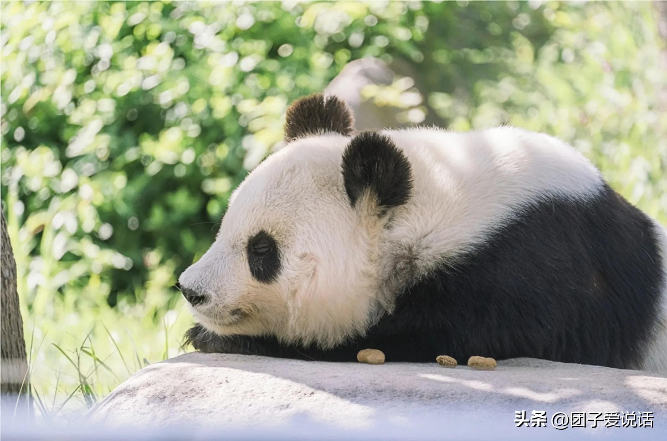 The giant panda "Dandan" who may never return home - iMedia