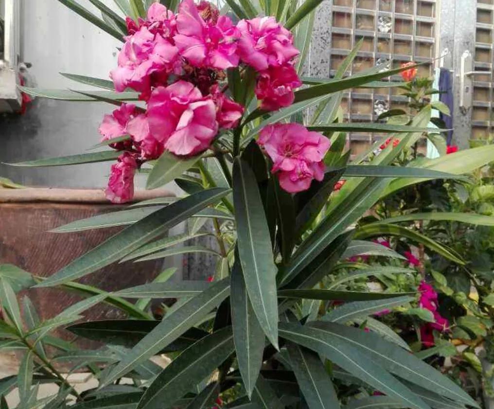 The top ten plants that cannot be touched in the wild, have you ever ...