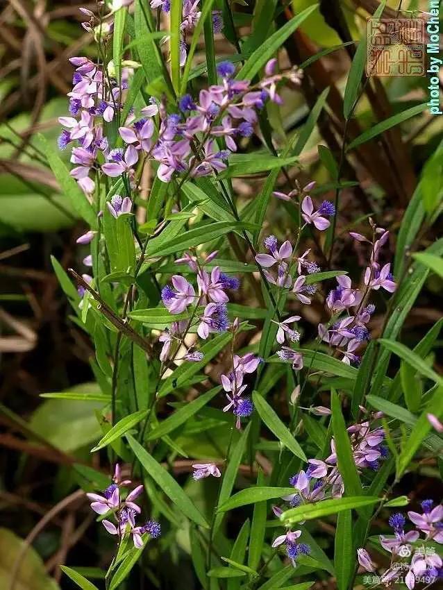 Lan Bing: One of the poetic and picturesque Arshan is in Arshan, I see ...