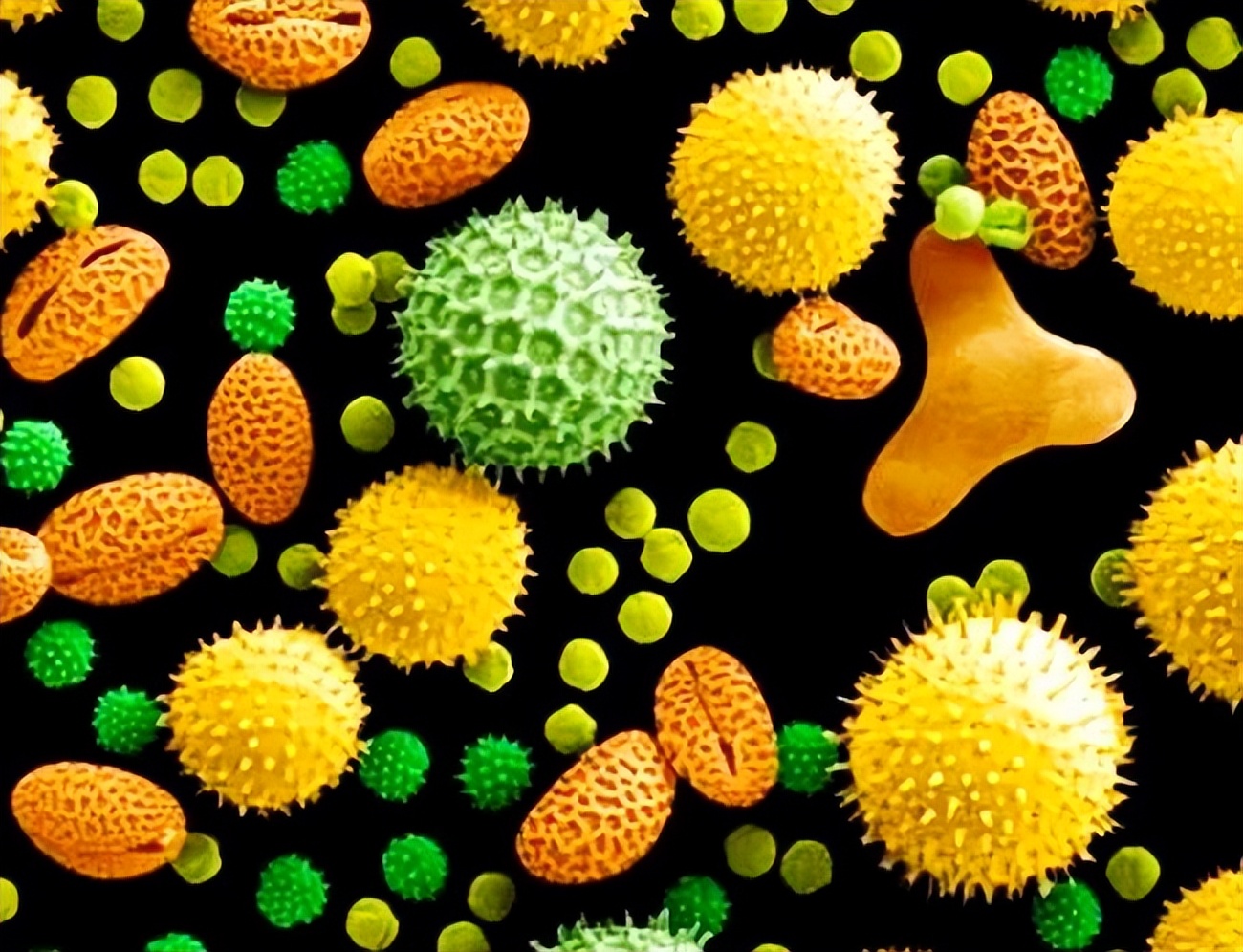 What is the function of Ostkpr1 in rice anther cuticle development and ...