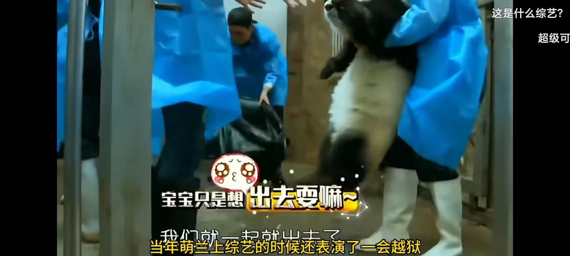 The beloved national treasure Menglan—conquering variety shows - iNEWS