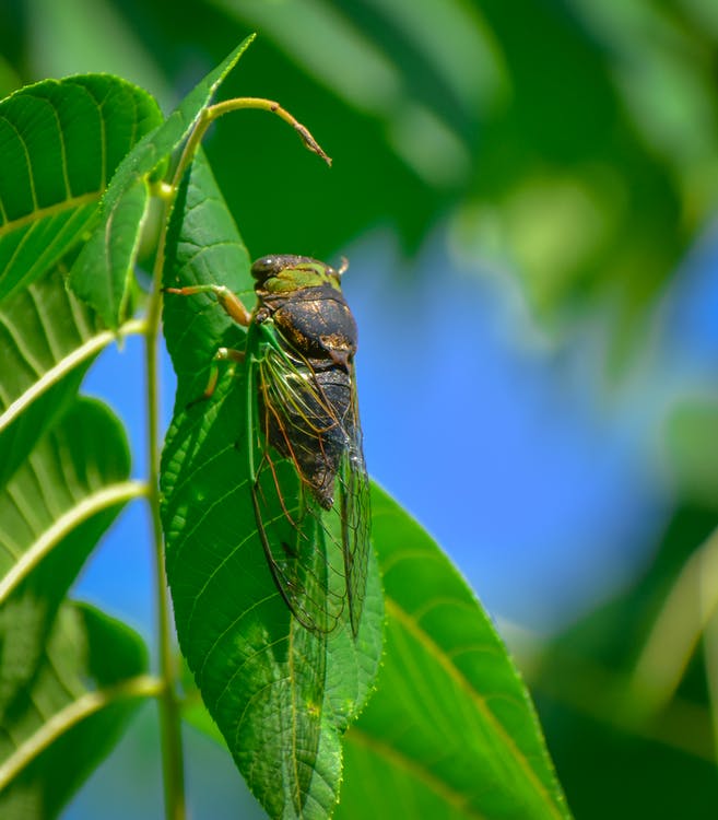 "Mantises catch cicadas, oriole is behind": everything in the world has ...