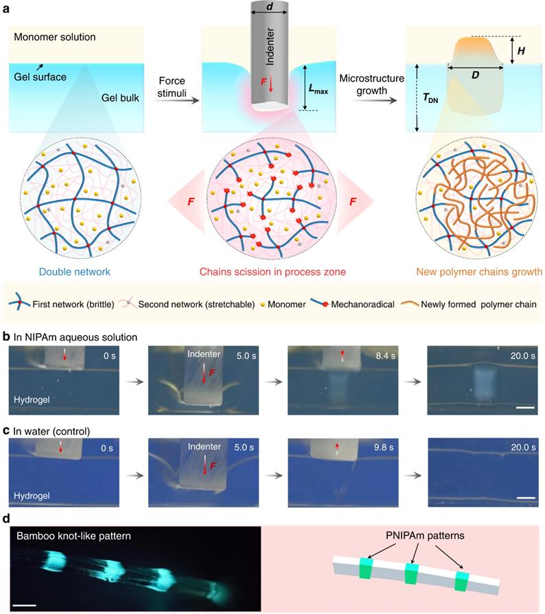 "Nature Communications" Hokkaido University: Force-triggered rapid ...