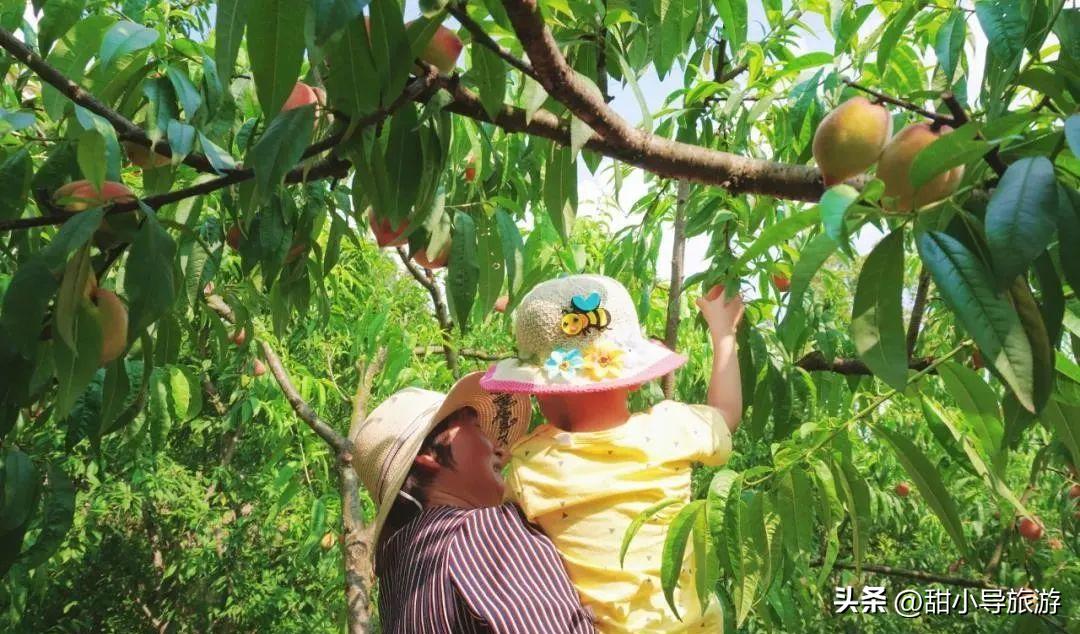 The breeze is blowing in early summer, and the fruits are ripening! - iNEWS