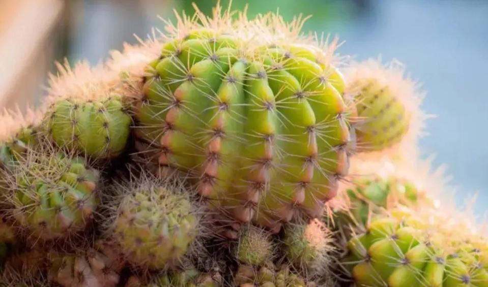 The types, characteristics and functions of cacti will make you fall in ...