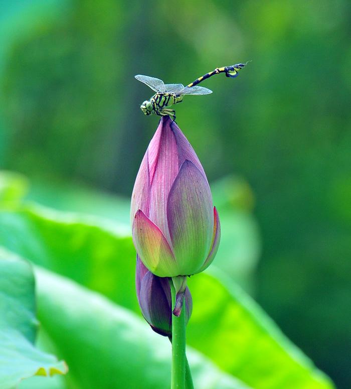 Yang Wanli wrote 5 small poems in summer, which are refreshing and ...