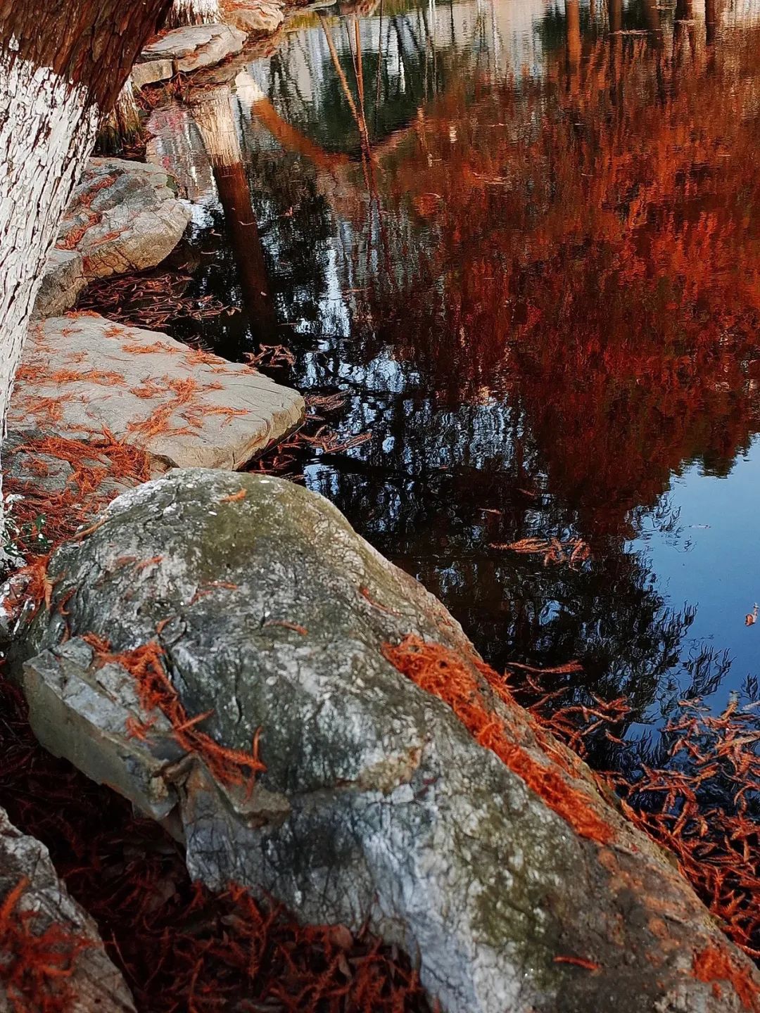 Come winter, go to a Golden Harvest Red Covenant - iNEWS