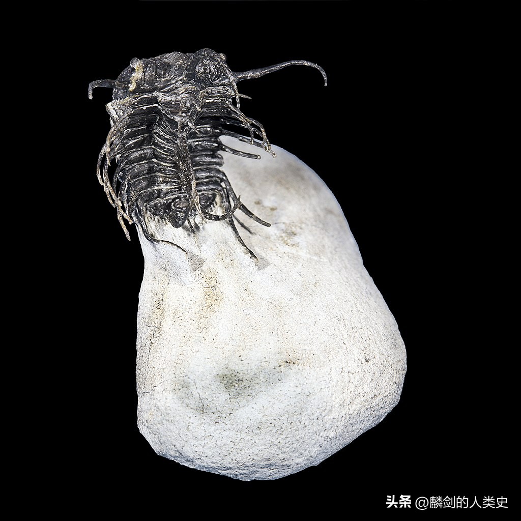 【動物界全系列】節肢動物門—三葉形亞門 - 頭條匯