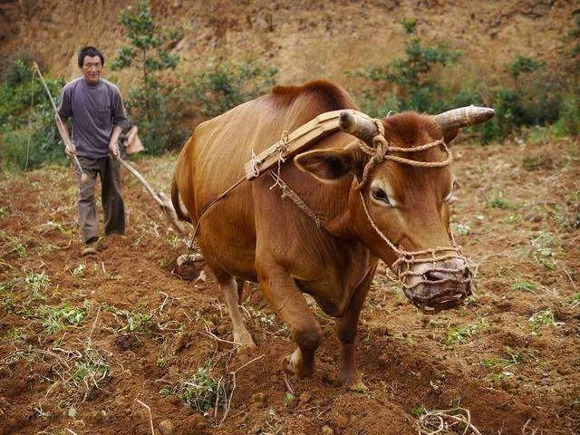 Old man Deng on the next door - iNEWS