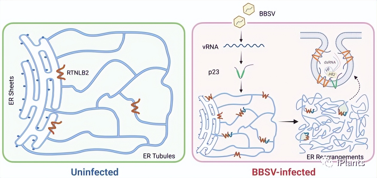 China Agricultural University's TurboID-based proximity labeling ...