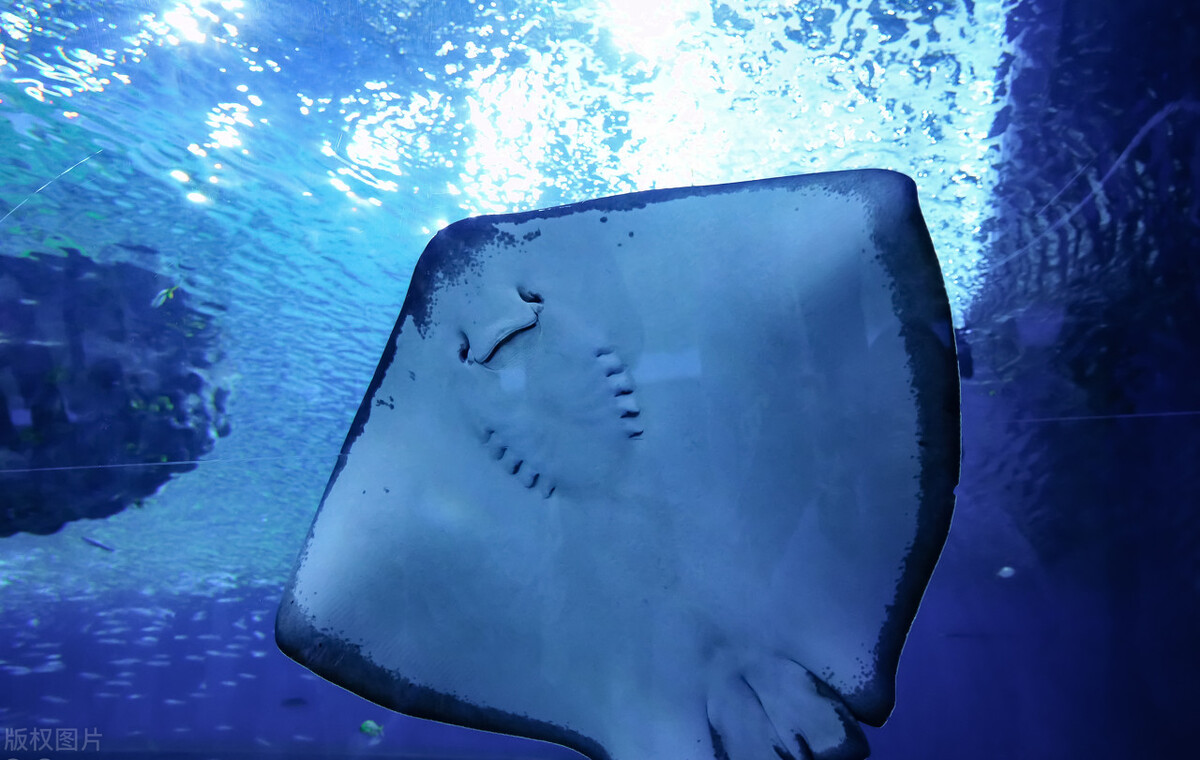 Several sea fish that can hurt people - iMedia