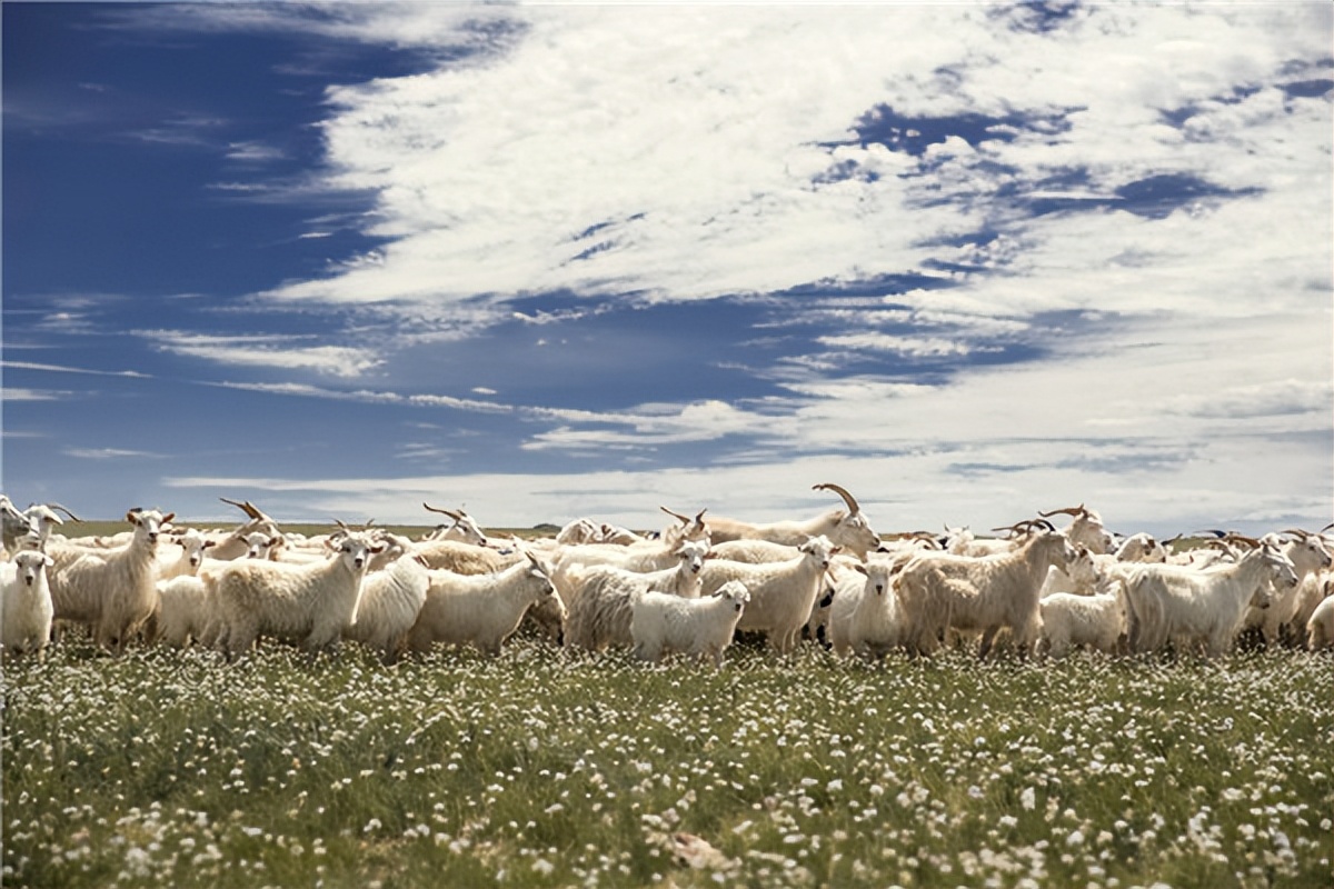 Going to the world with a piece of cashmere, how does Erdos, whose ...